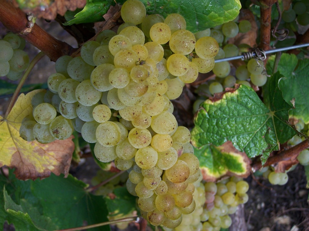 Savagnin - DOMAINE RATTE vins d'Arbois en biodynamie